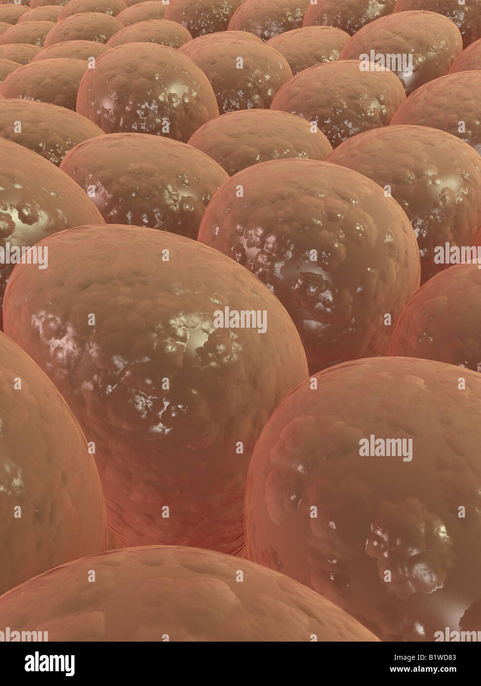 Villi High Resolution Stock Photography and Images - Alamy