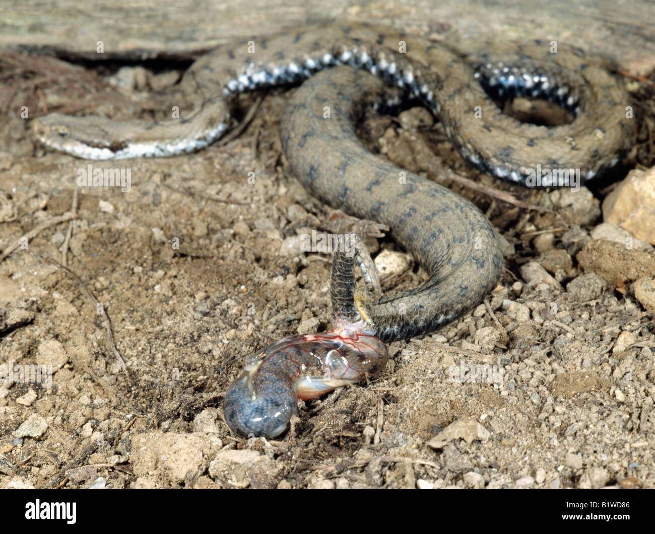 vipere aspi Aspisviper Asp Viper Vipera aspis Childbirth small Vipers ...