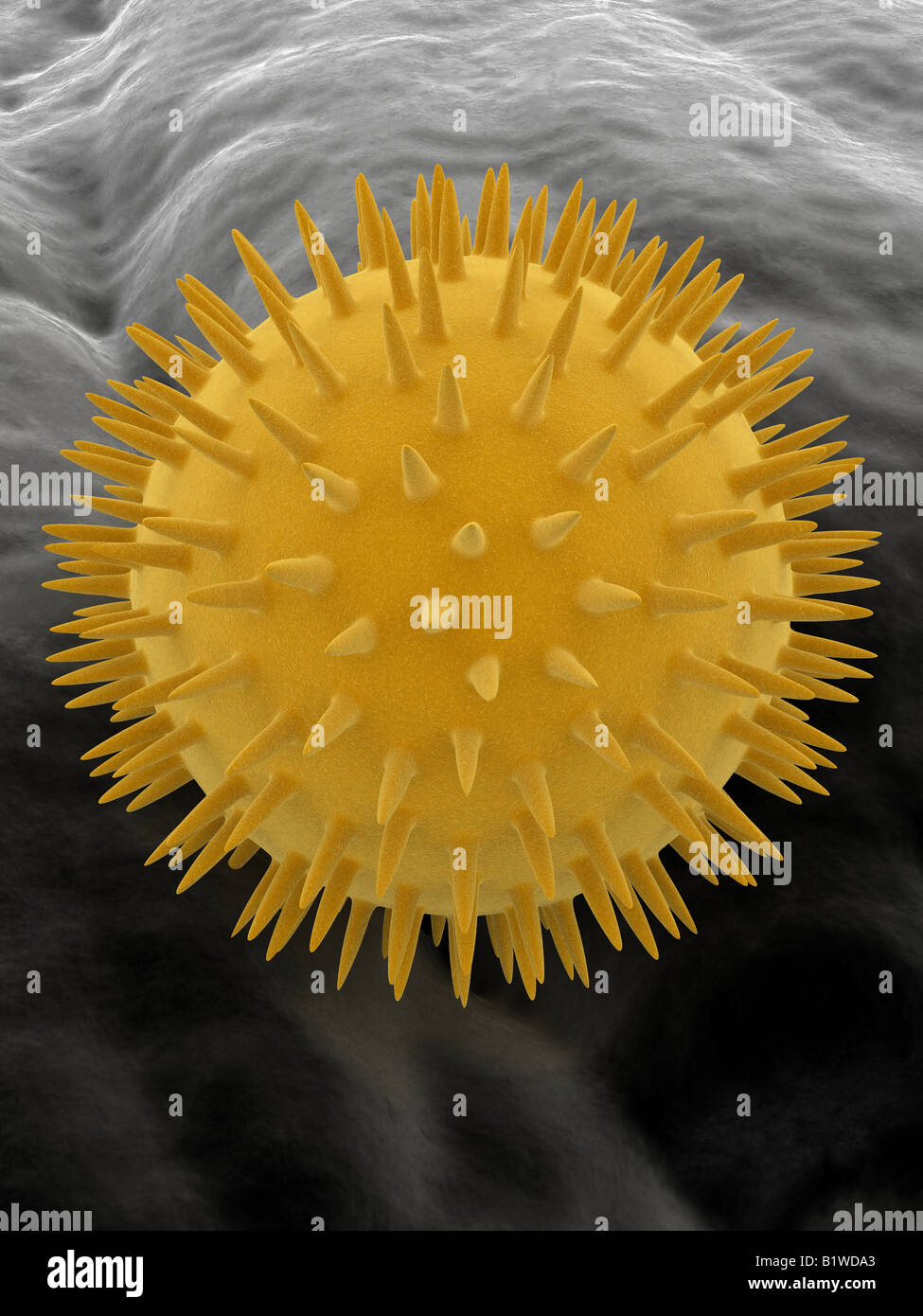 Pollen surface hi-res stock photography and images - Alamy