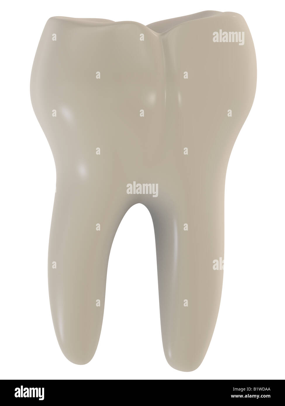Human tooth anatomy hi-res stock photography and images - Alamy