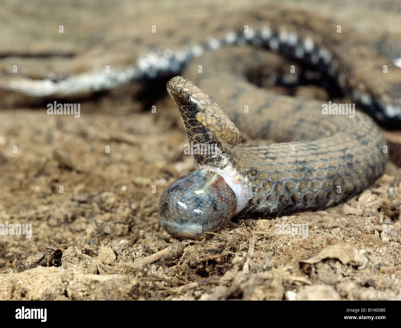 vipere aspi Aspisviper Asp Viper Vipera aspis Childbirth small Vipers ...