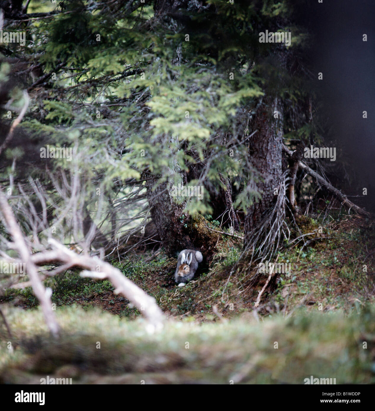 lievre variable Blue Hare Mountain Hare in autumn coat Lepus timidus ...