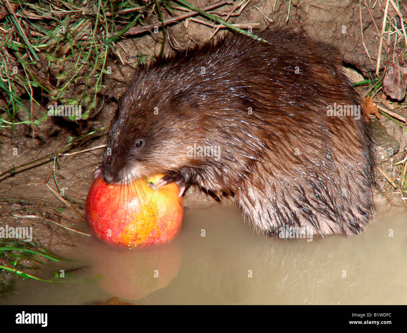 rat musque Bisamratte Muskrat Ondatra zibethica swimming nimals ...