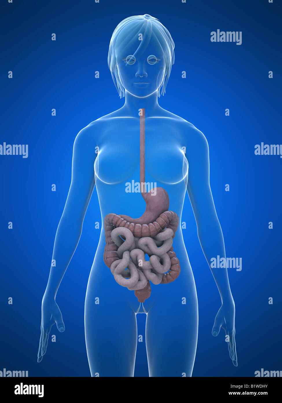 Transparent digestive system hi-res stock photography and images - Alamy