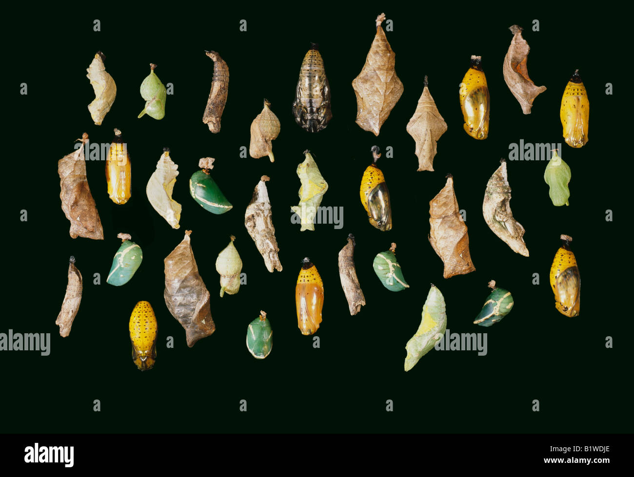 Cocon hi-res stock photography and images - Alamy