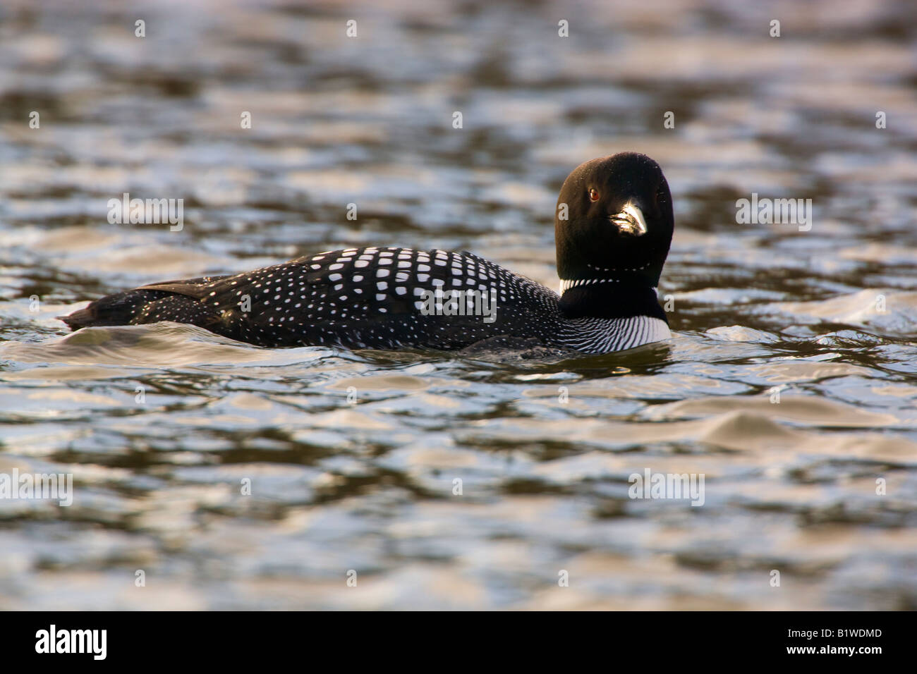 Common Loon Gavia immer Finger Lake Wasilla Alaska Stock Photo - Alamy