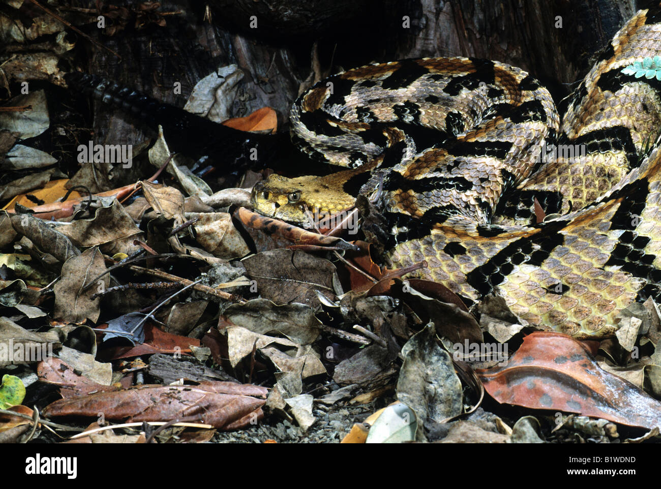 Canebreak Rattlesnake (Crotalus horridus atricaudatus Stock Photo - Alamy