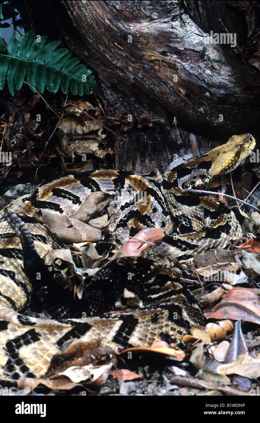 Canebreak Rattlesnake (Crotalus horridus atricaudatus Stock Photo - Alamy