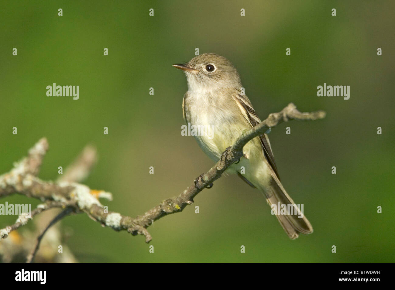 Flycatcher empidonax wildlife hi-res stock photography and images - Alamy