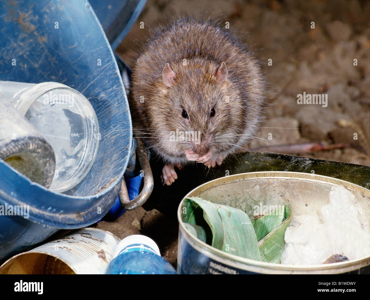 Rat surmulot hi-res stock photography and images - Alamy