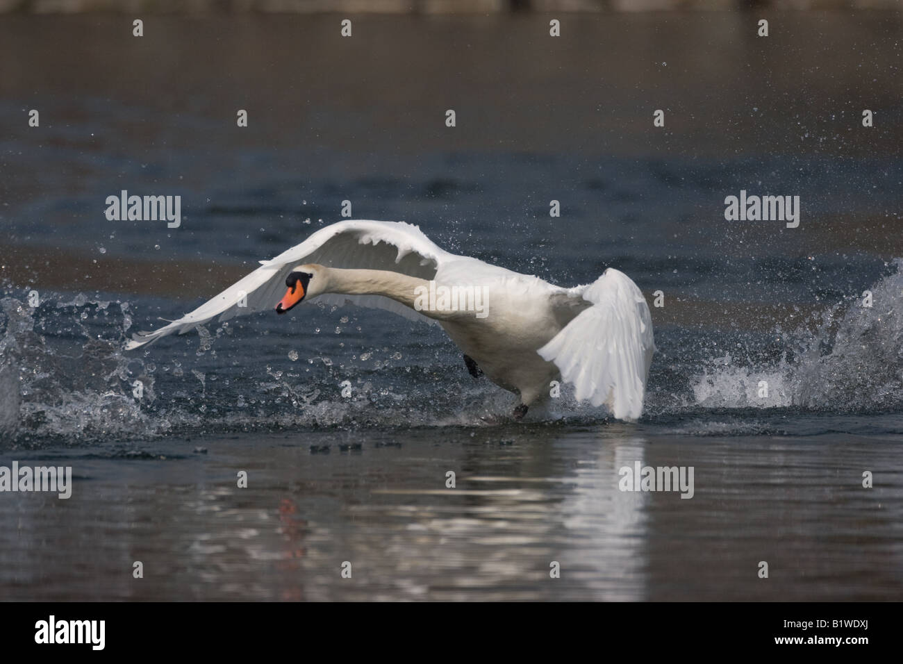 Swan chasing across the water Stock Photo - Alamy