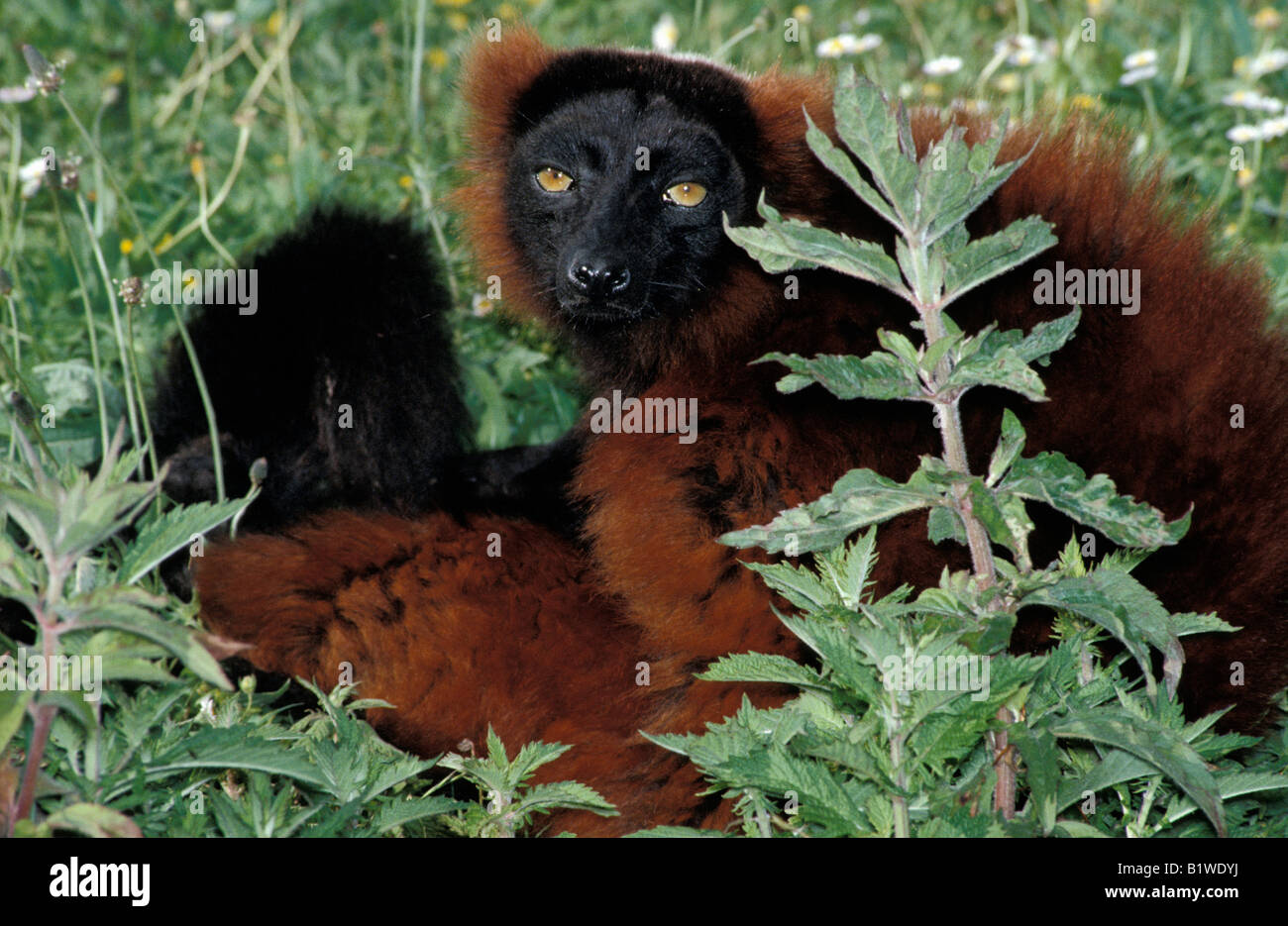 Red Ruffed Lemur Varecia variegata rubra lemur vari rouge rubra ...