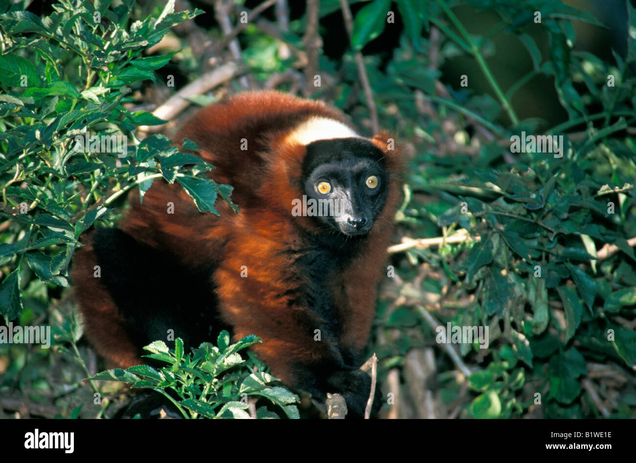 Red Ruffed Lemur Varecia variegata rubra lemur vari rouge rubra ...
