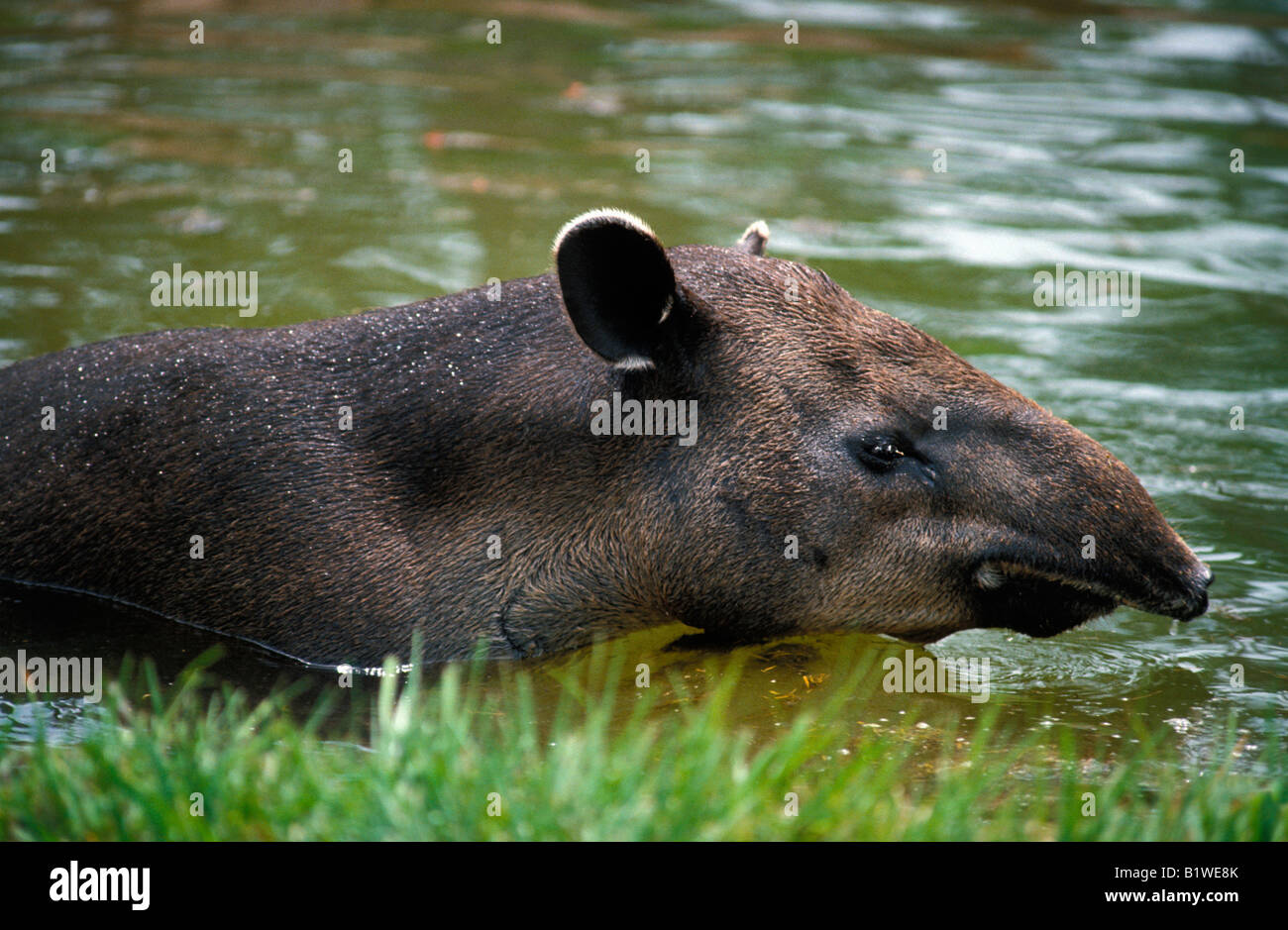 Tapir Brazilian Tapir Pantanal Brazil Tapirus terrestris Lowland Tapir ...