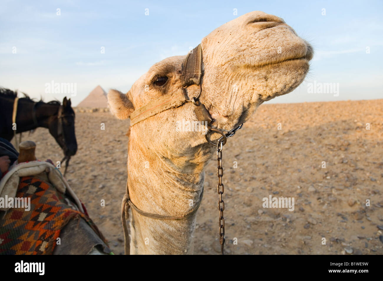 Cairo, Egypt. Camel at the Pyramids of Giza Stock Photo - Alamy
