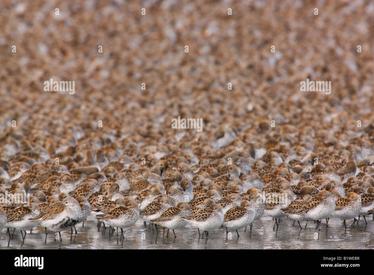 Sandpipers and Dunlin shorebird migration on the Copper River Delta ...
