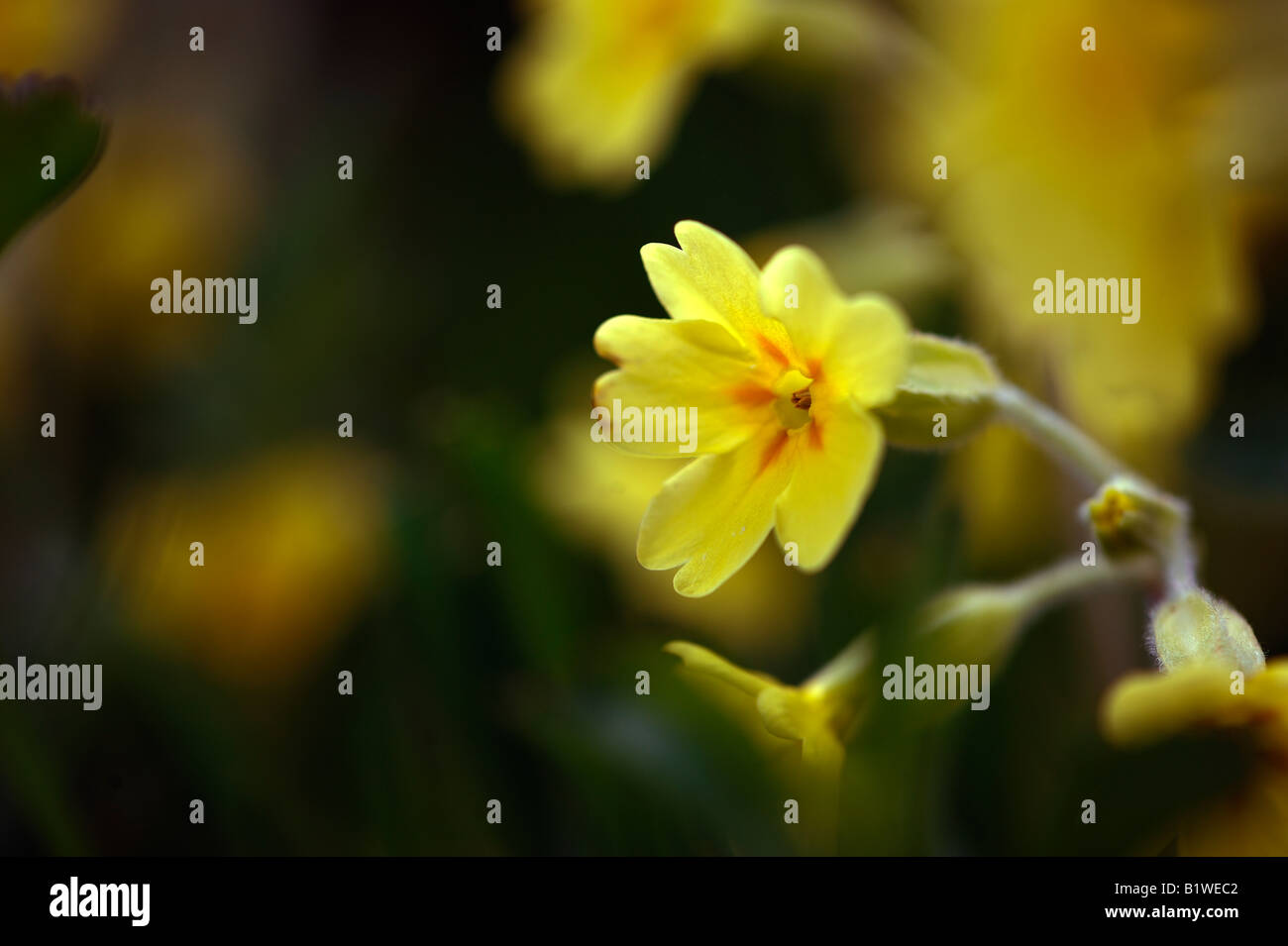 Oxlip wild spring flower in Hope Bagot Shropshire Stock Photo - Alamy