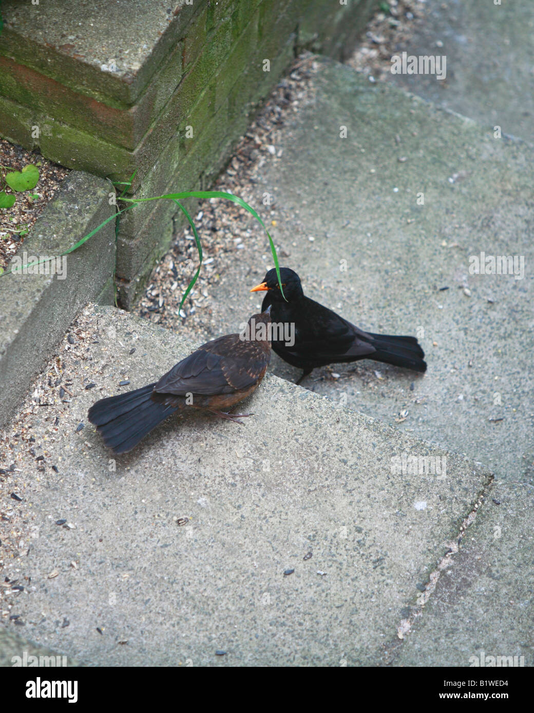 adult blackbird faces its baby Stock Photo - Alamy