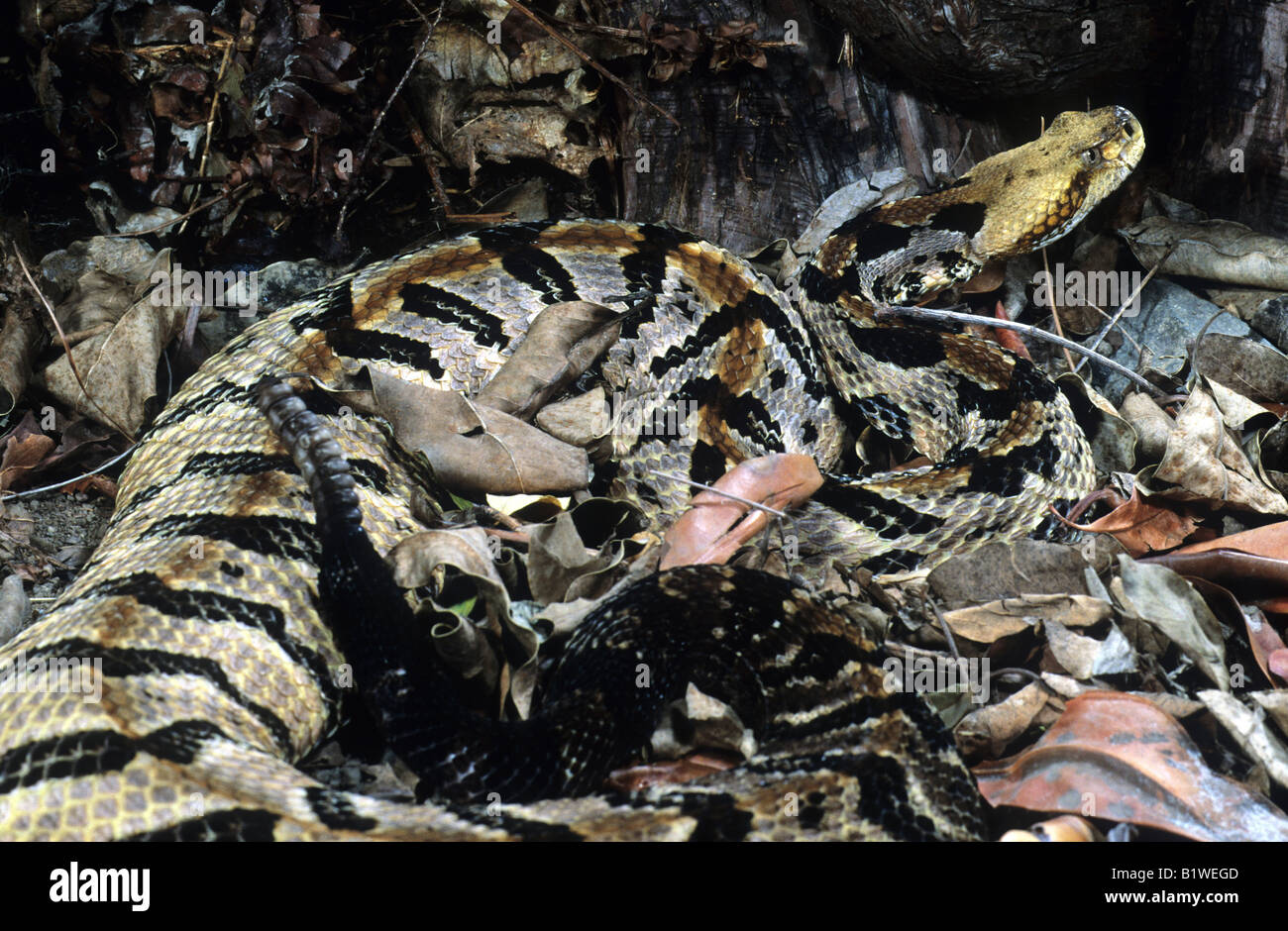 Canebreak Rattlesnake (Crotalus horridus atricaudatus Stock Photo - Alamy