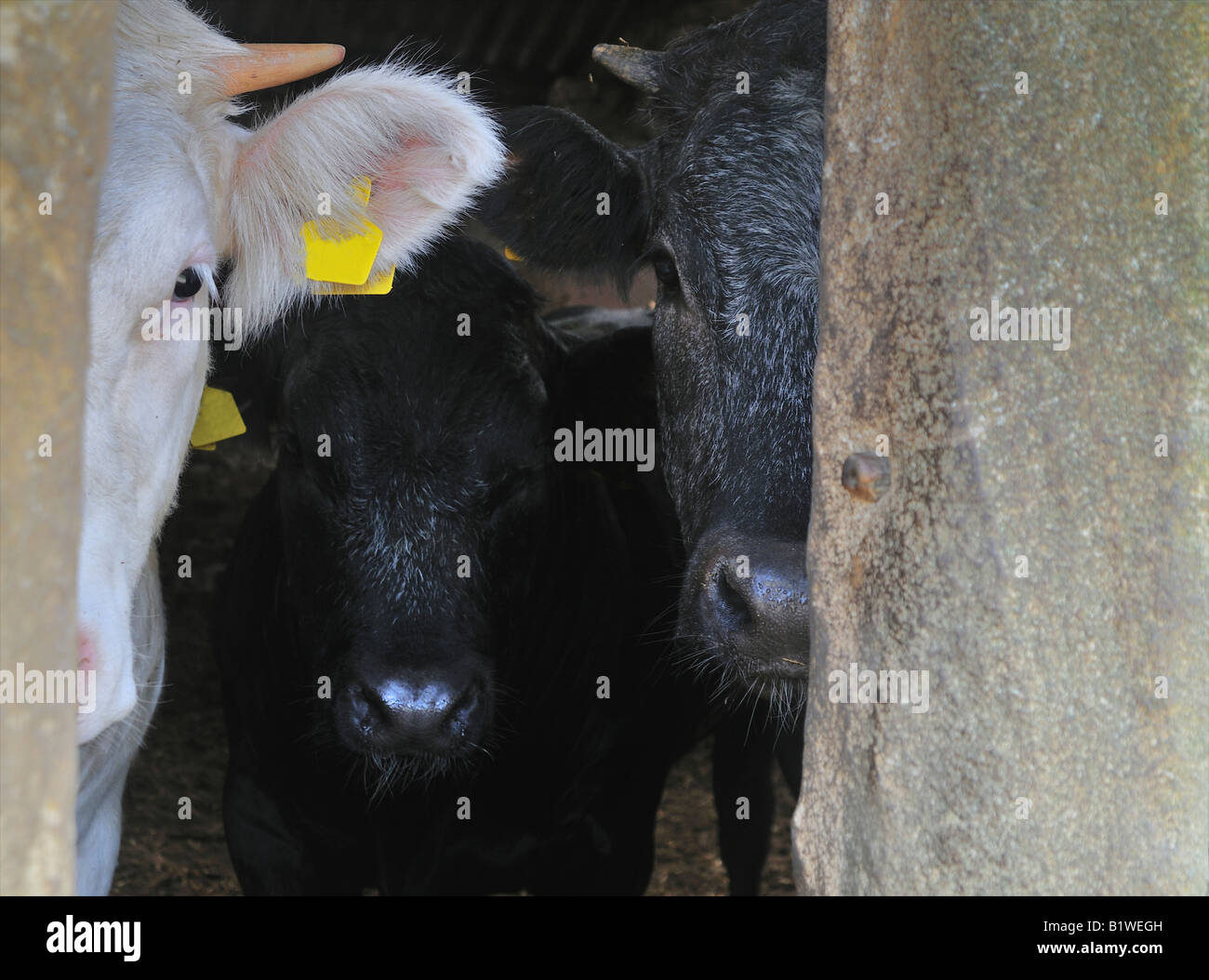 3 Calves trying to look through the small window of an old stone barn ...