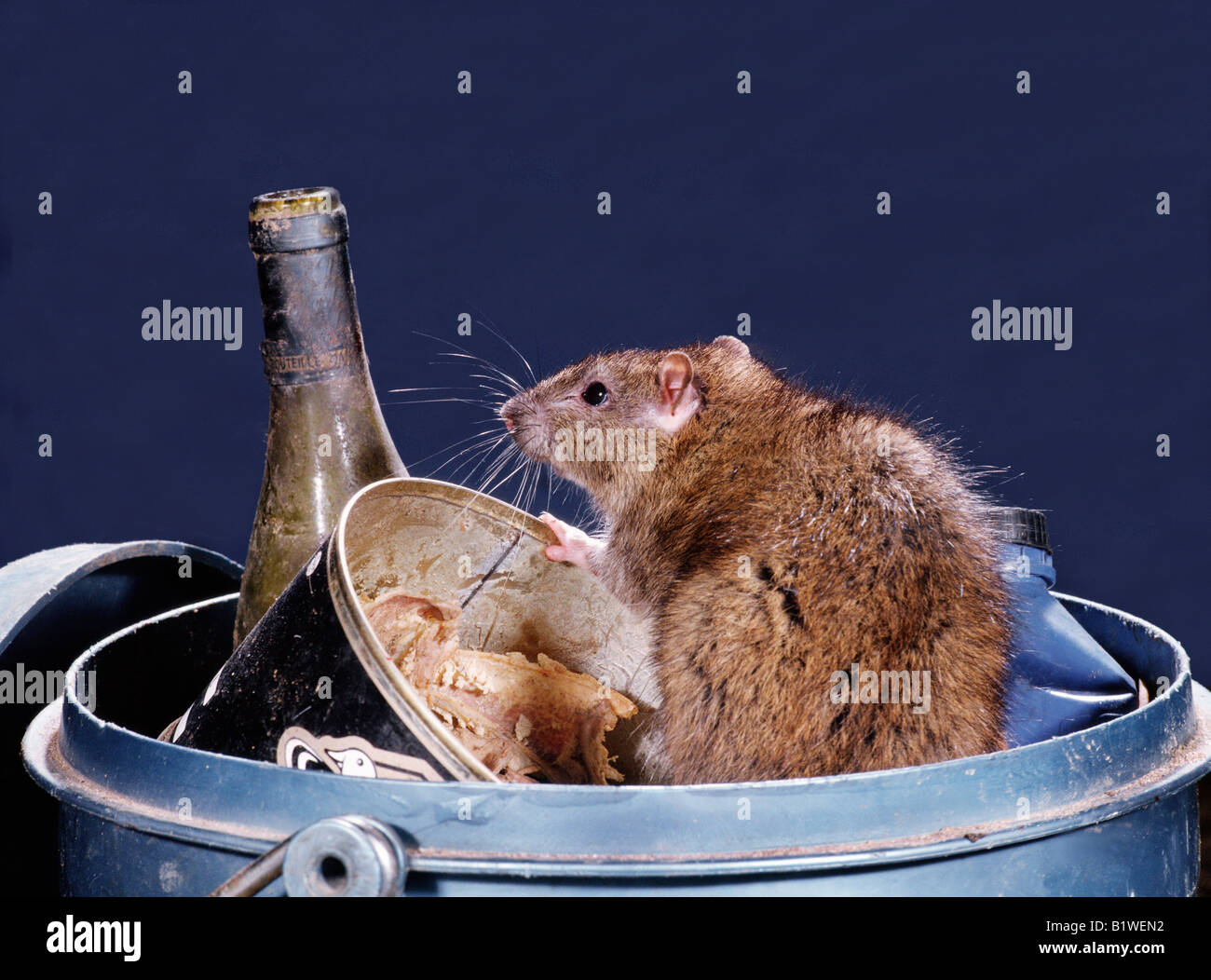 Wanderratte Stock Photos & Wanderratte Stock Images - Alamy