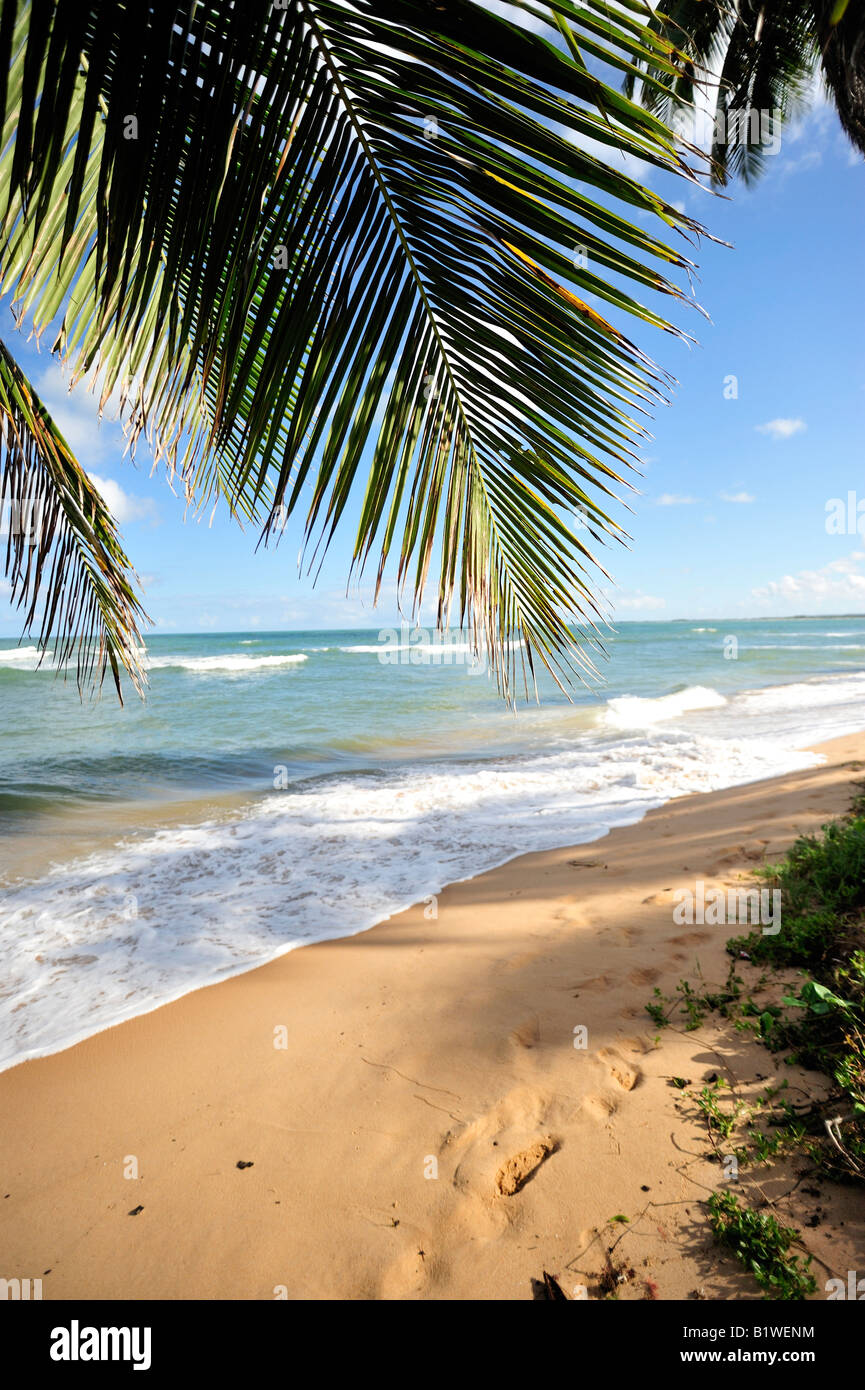 Praia de Forte, Salvador de Bahia, Brazil Stock Photo - Alamy