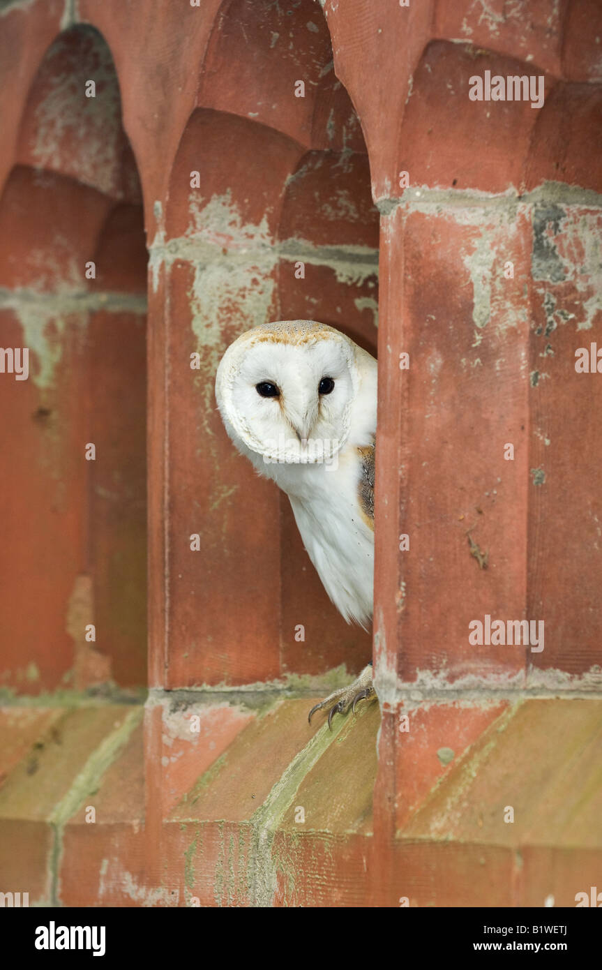 Barn Owl (Tyto alba) in the arches of an old bridge Stock Photo - Alamy