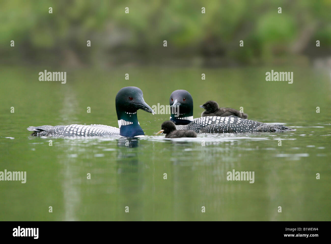 Common Loon Family Stock Photo - Alamy
