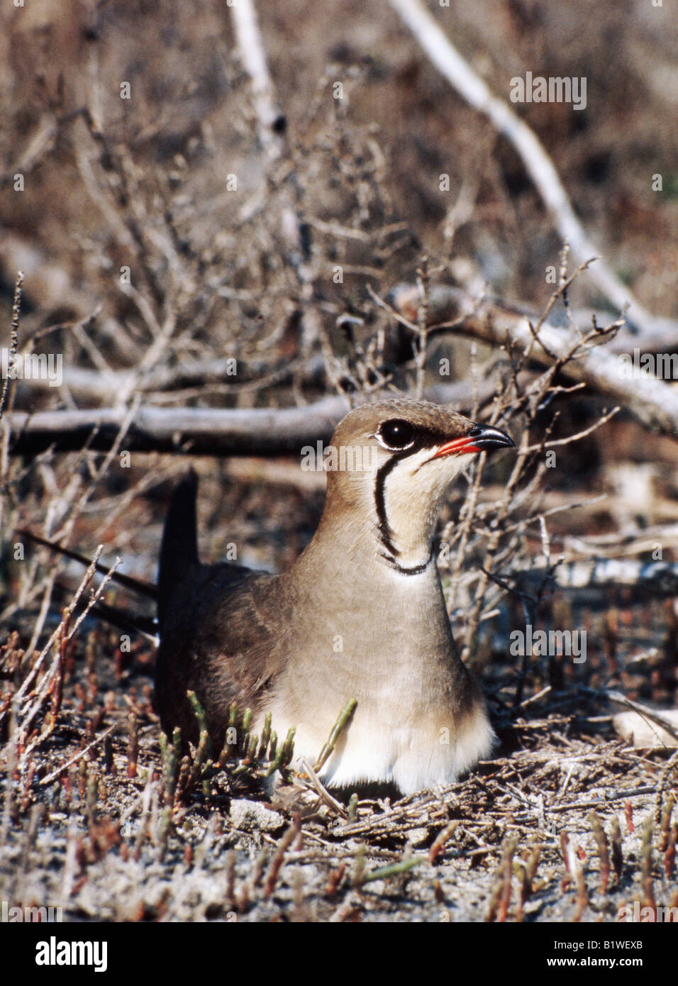 Adult collared pratincole hi-res stock photography and images - Alamy