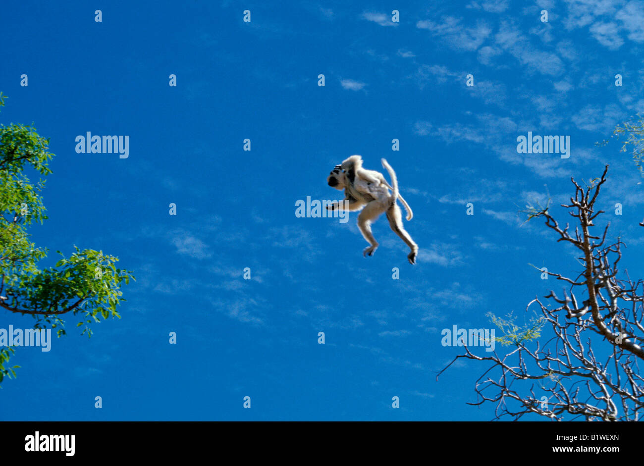 propitheque de coquerel propithecus verreauxi coquereli central ...