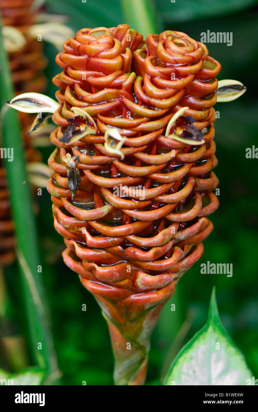 Beehive ginger (zingiber specatabile Stock Photo - Alamy