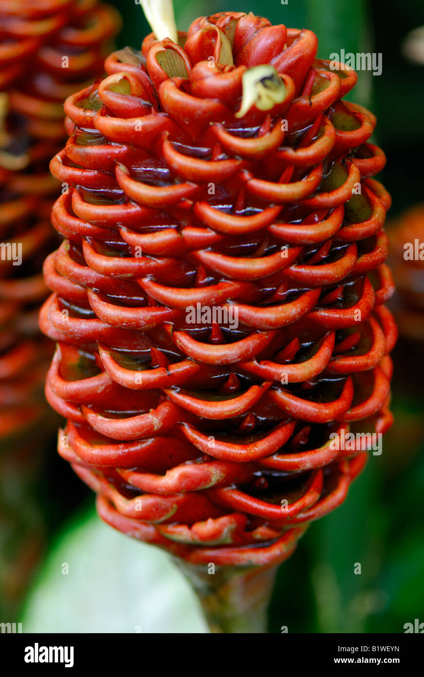 Beehive ginger hi-res stock photography and images - Alamy