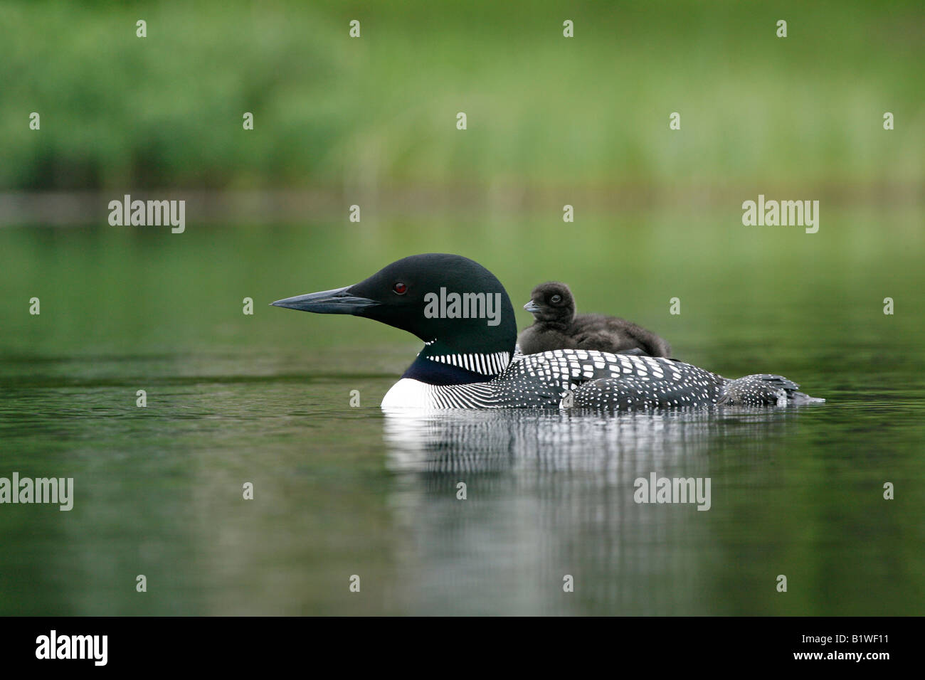 Common loon hi-res stock photography and images - Alamy