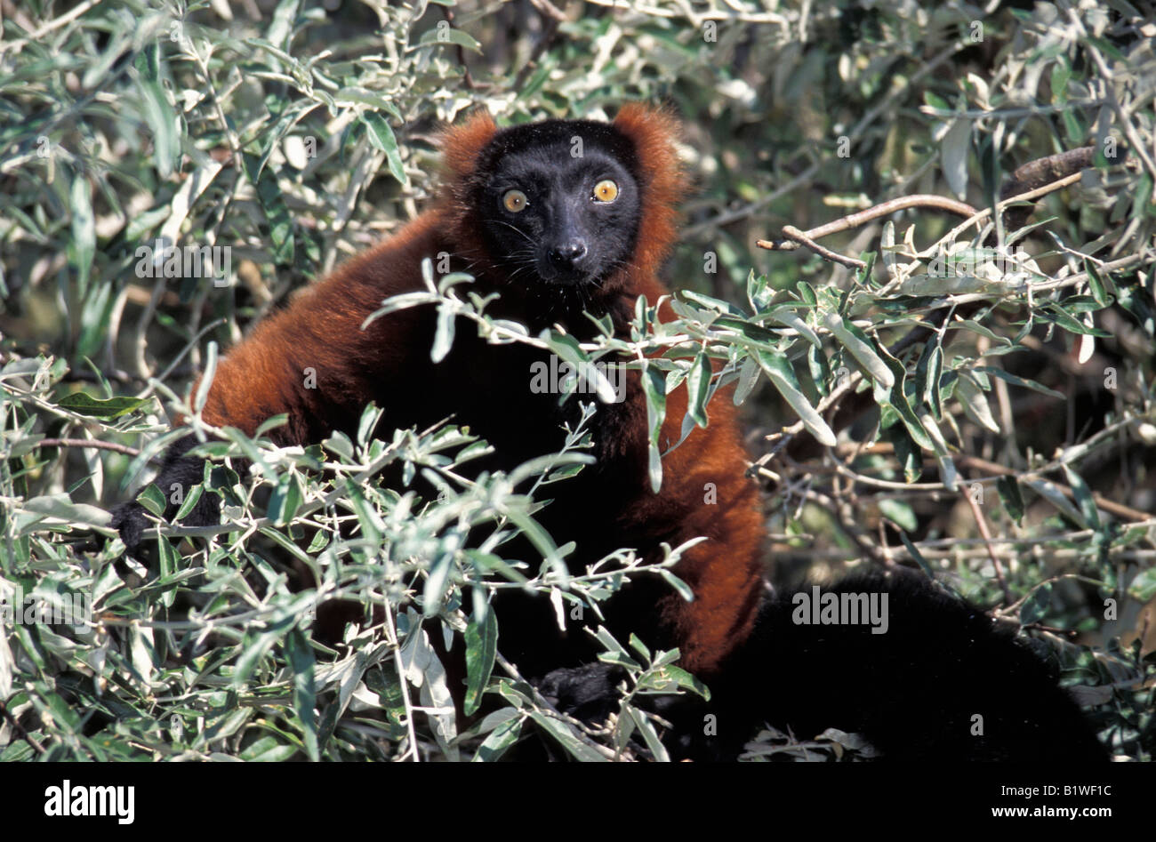 Red Ruffed Lemur Varecia variegata rubra lemur vari rouge rubra ...