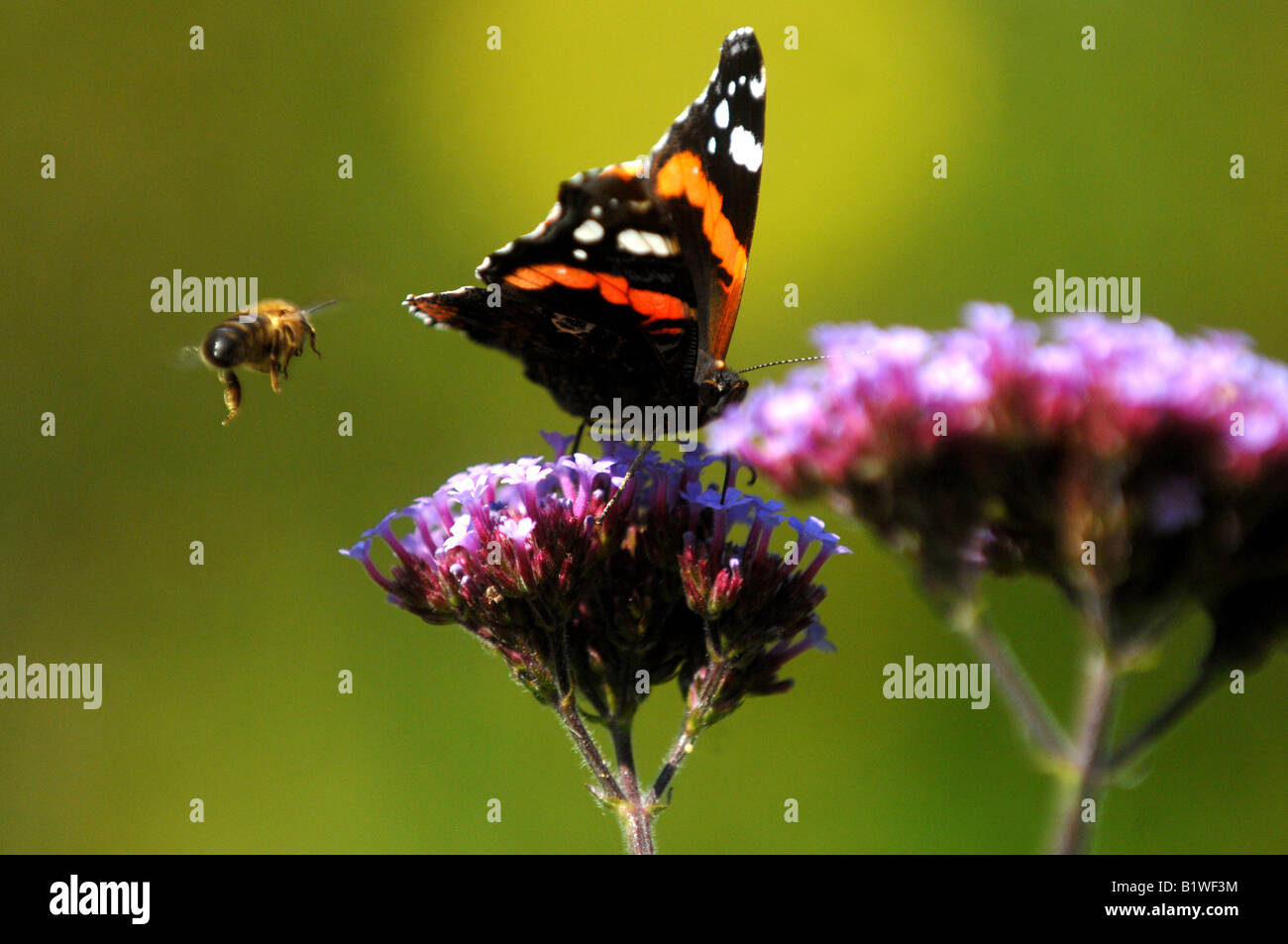 Butterfly bee fly insect flower insect Stock Photo - Alamy