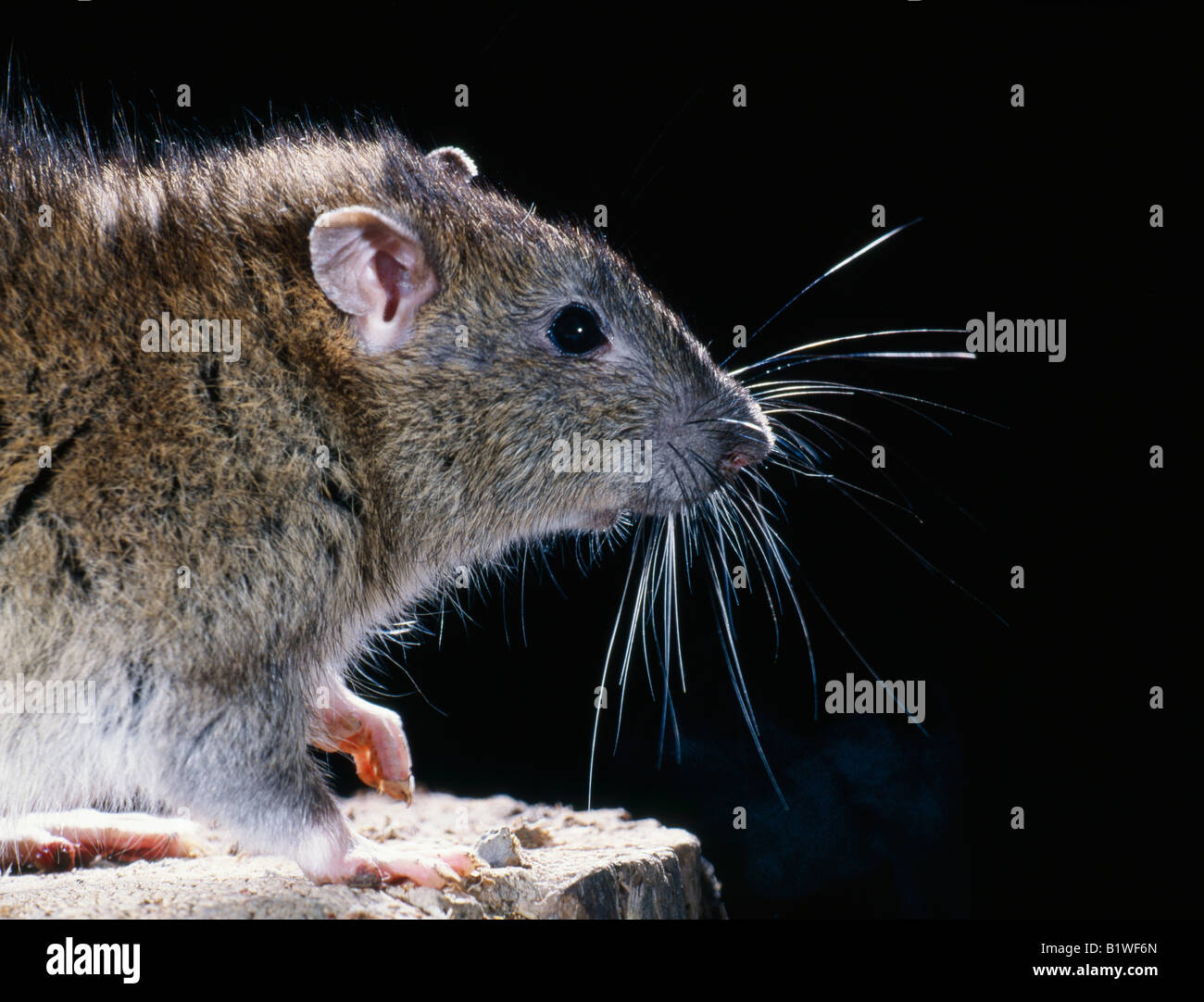 Surmulot ou rat d égout wanderratte Brown Rat Common Rat Norway Rat ...