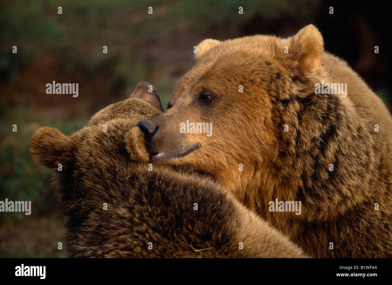 Two Brown bears (Ursus arctos), head and shoulders view nuzzling each ...