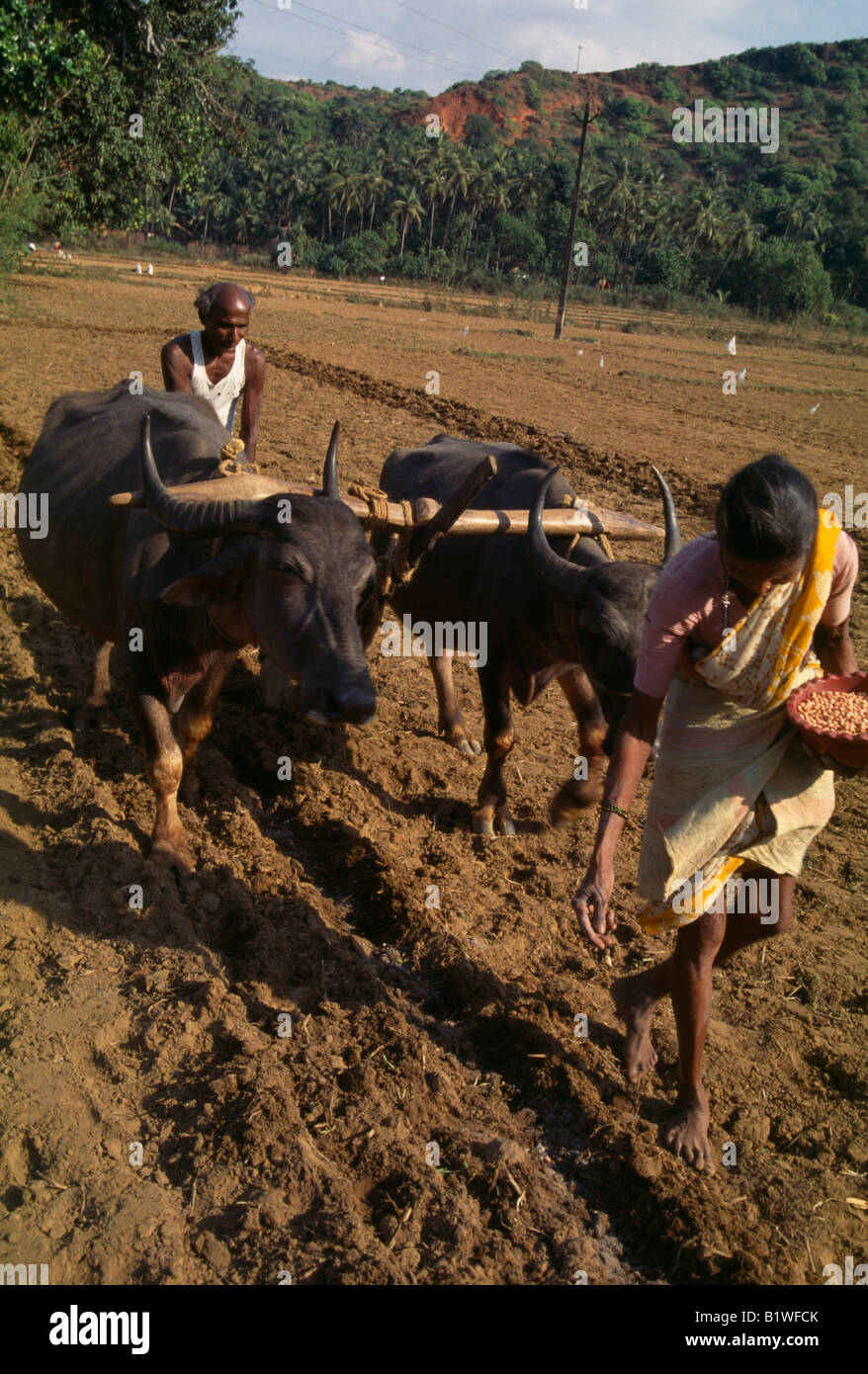 INDIA Goa Farming Stock Photo - Alamy