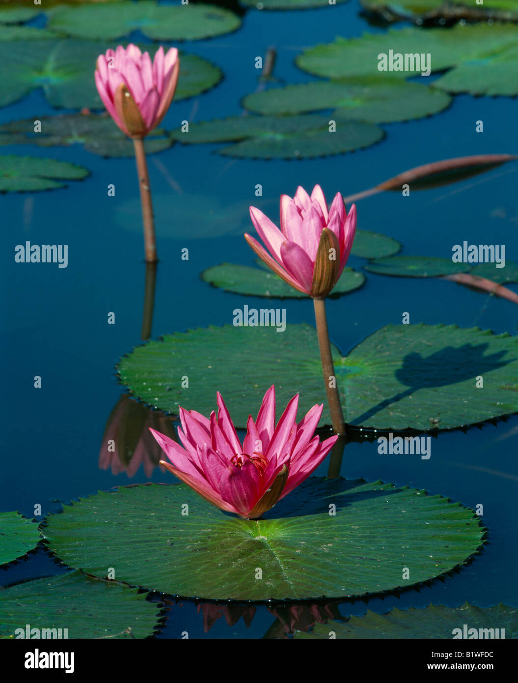 Plants Gardens Aquatic Plant Nymphaeaceae Three pink water lily flowers ...