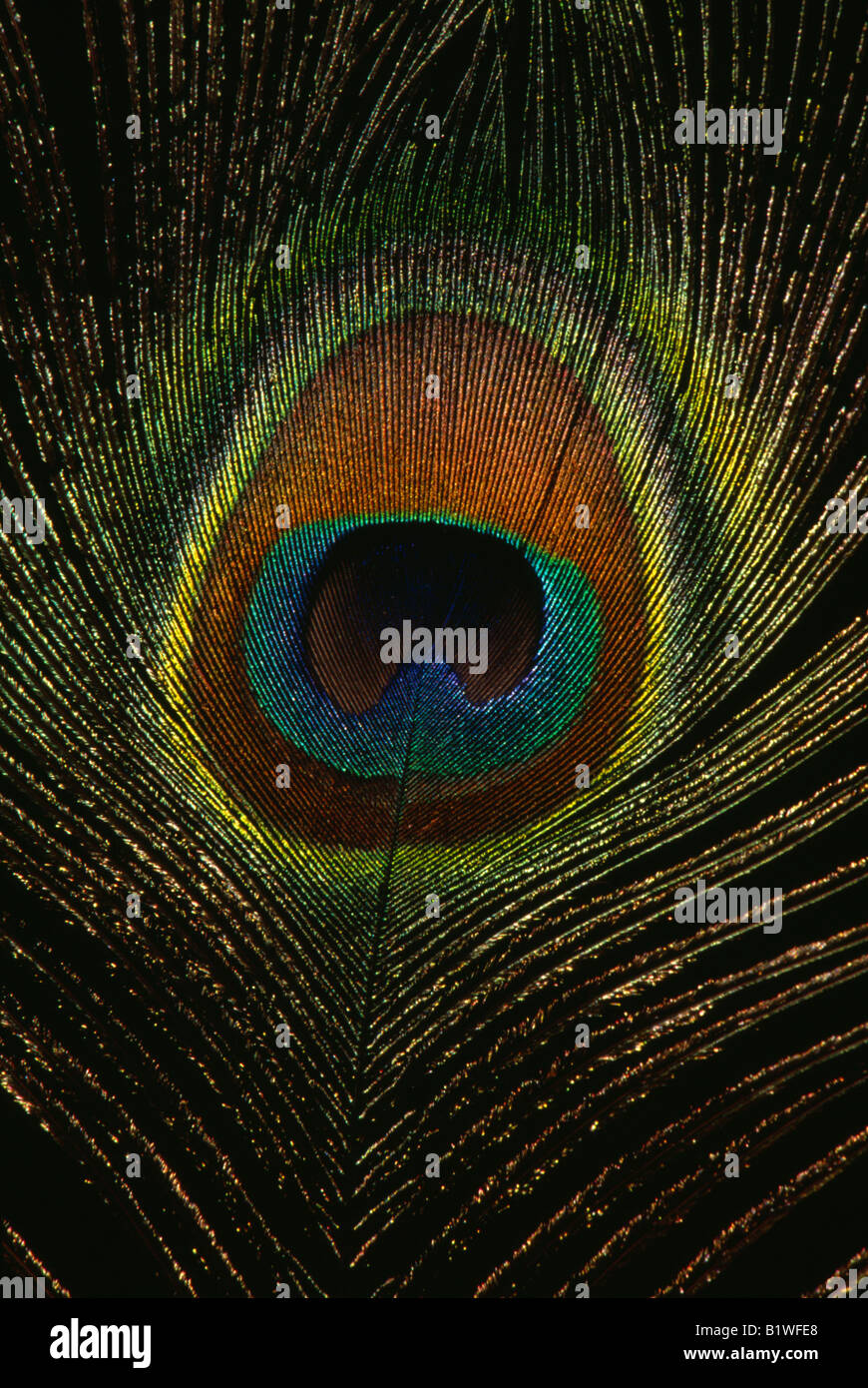BIRDS Peacock Detail of single feather with eye Stock Photo - Alamy
