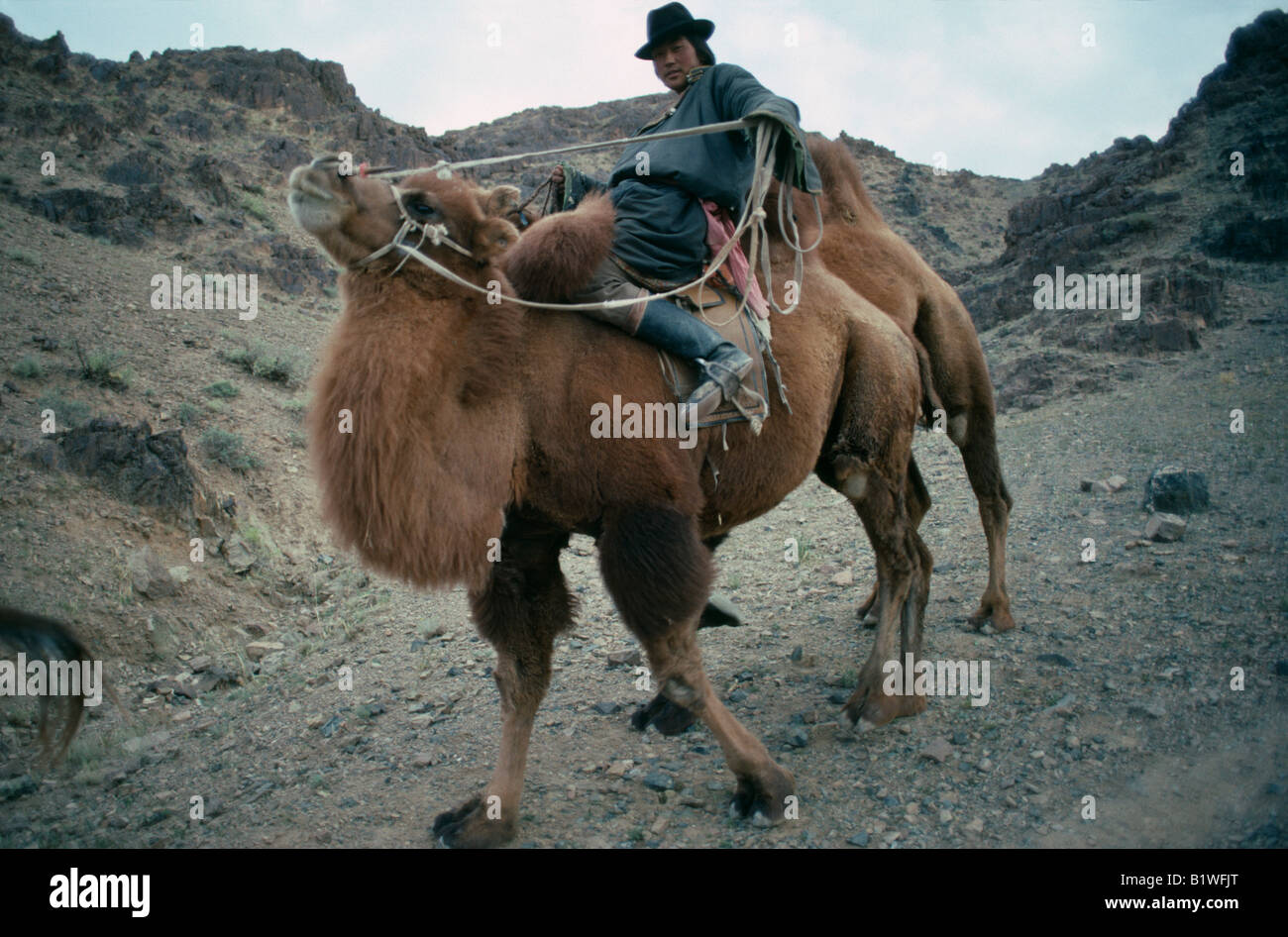 MONGOLIA Asia Gobi Desert Nomad herdsman riding bactrian camels down ...