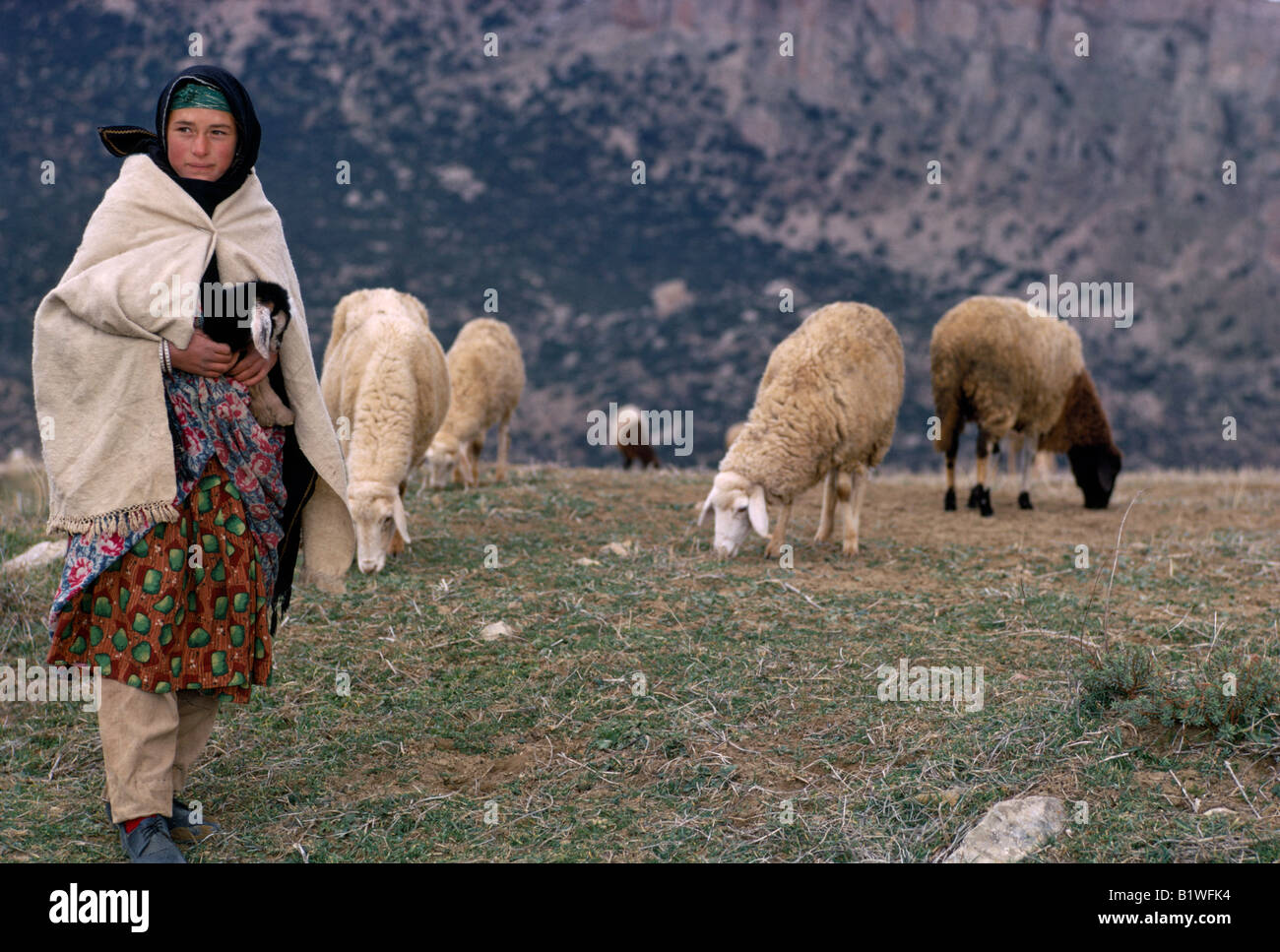 ALGERIA North Africa Aurres Farming Young shepherdess with flock of ...