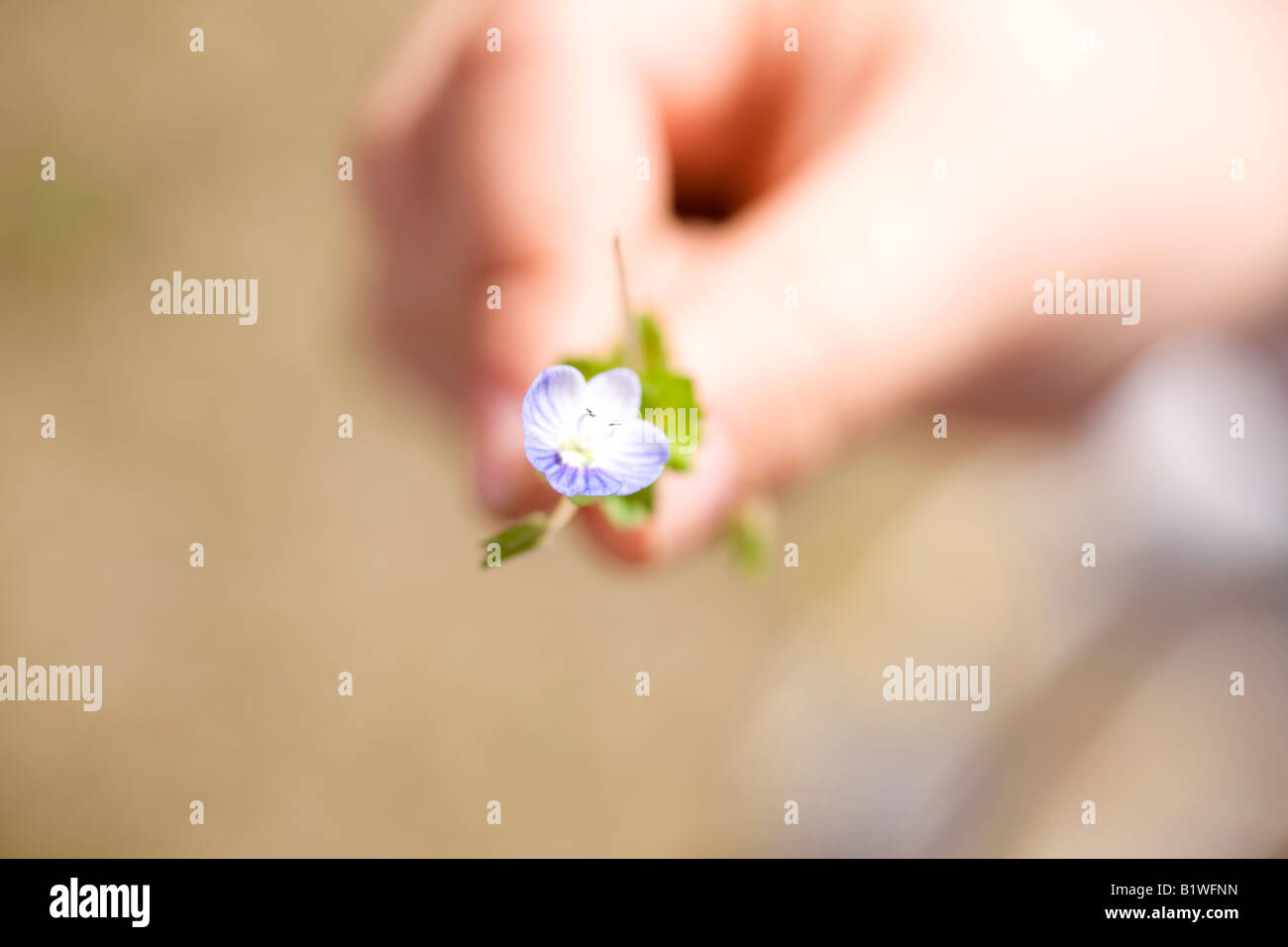 Finger flower hi-res stock photography and images - Alamy