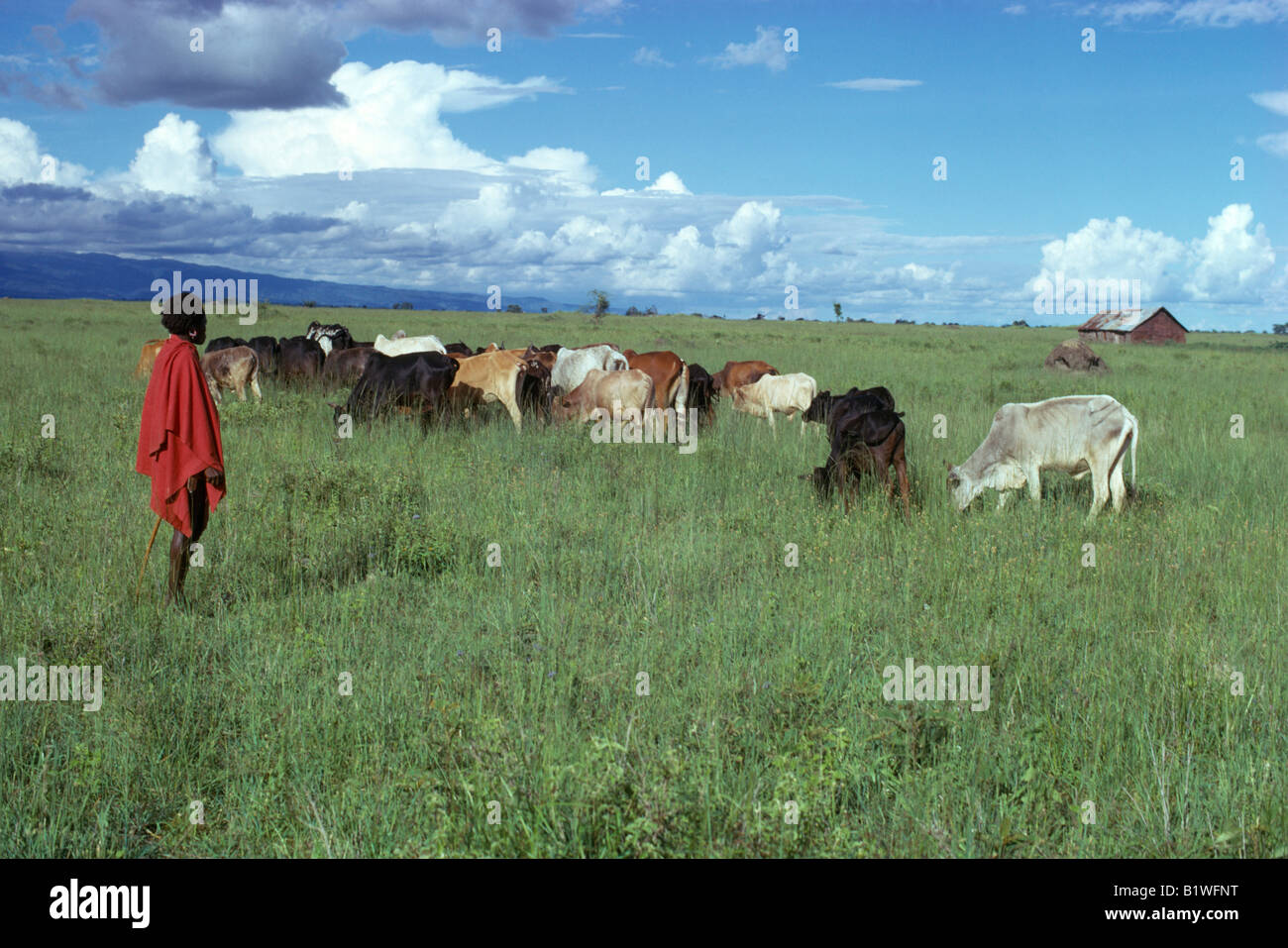 TANZANIA East Africa Farming Agriculture Masai boy with cattle herd on ...