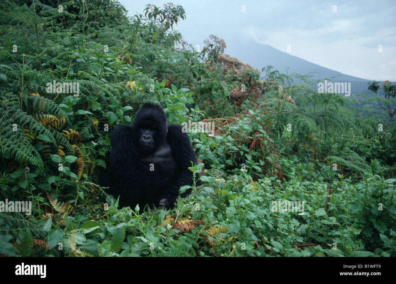RWANDA Central Africa Animals Single wild Mountain Gorilla Stock Photo ...