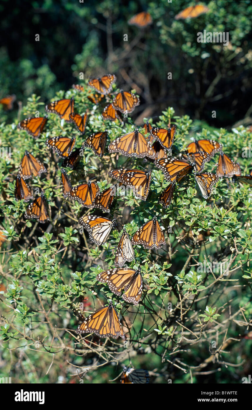 MEXICO Central America Michoacan State El Rosario Butterfly Sanctuary ...