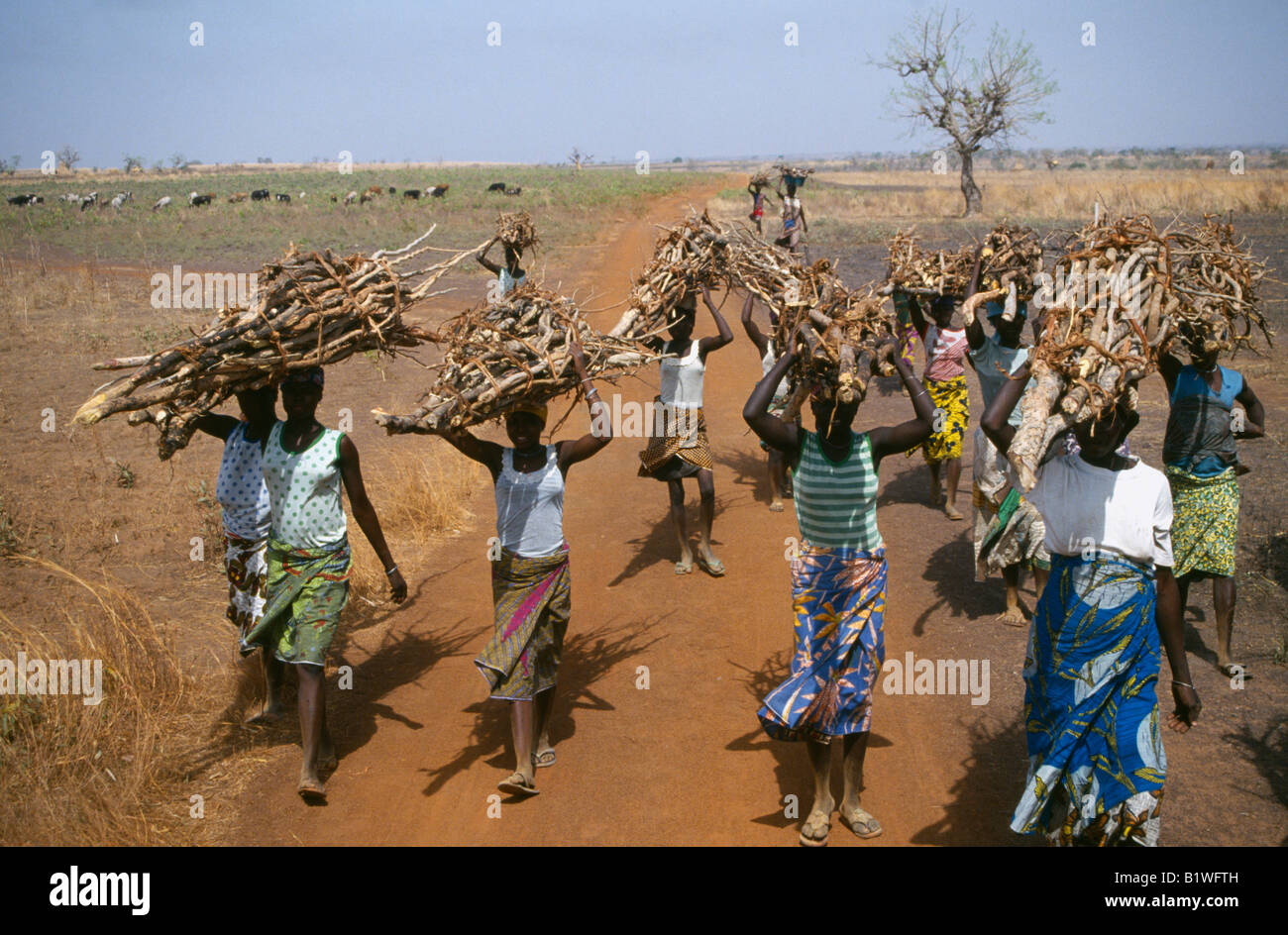 GHANA West Africa Chereponi Women gathering firewood in dry arid ...