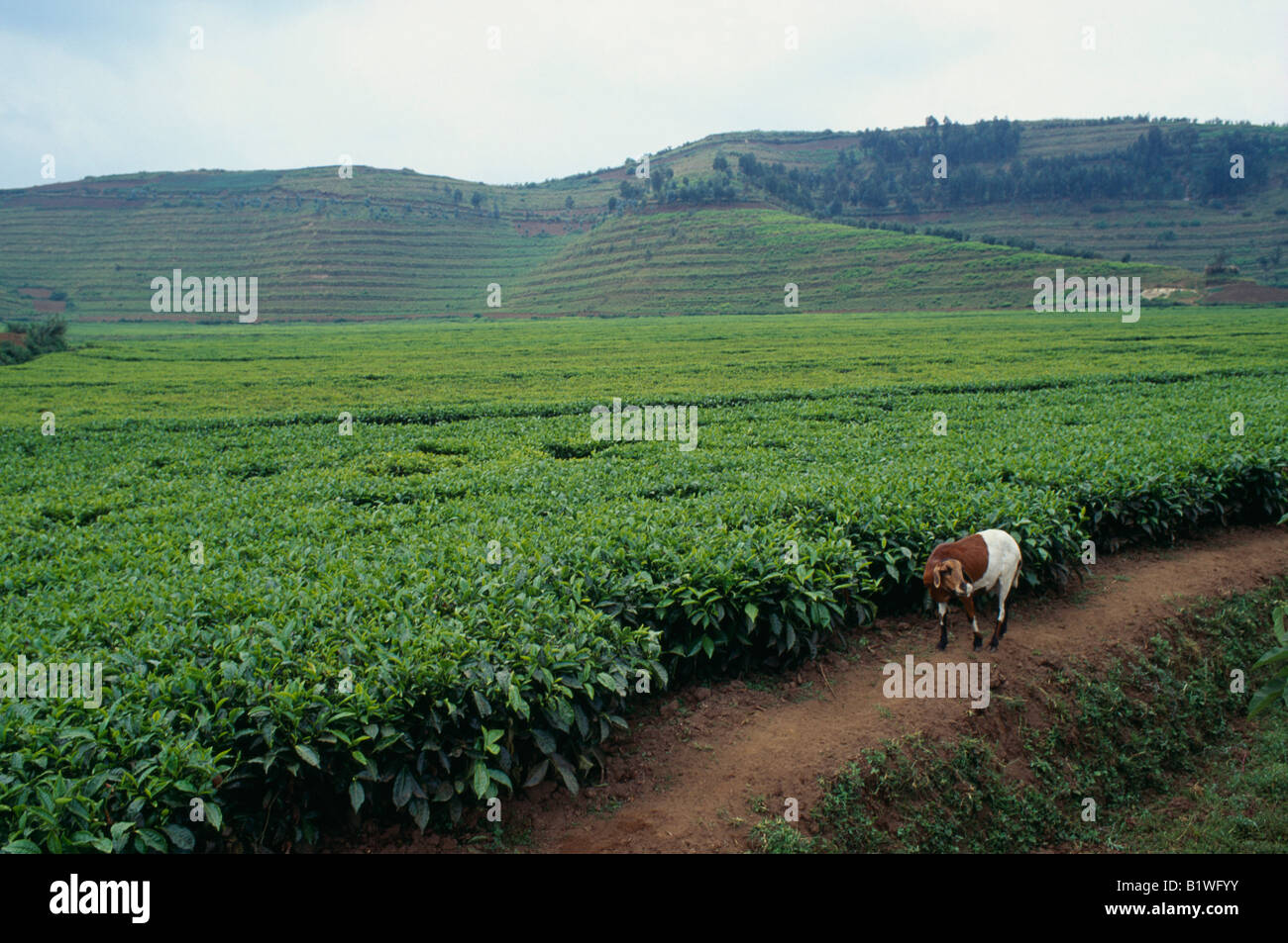 Rwanda Livestock Stock Photos & Rwanda Livestock Stock Images - Alamy