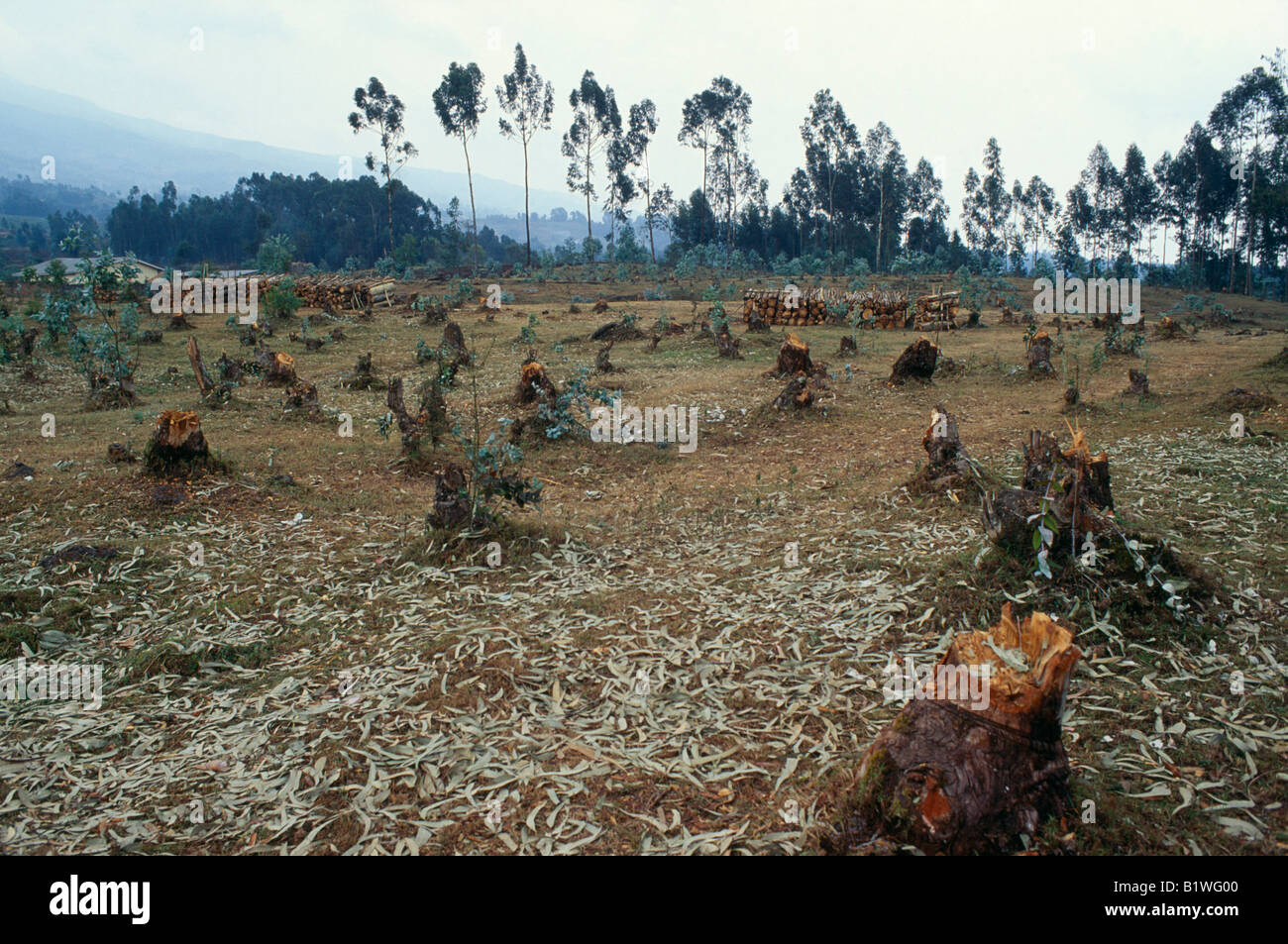RWANDA Central Africa North Gitwa Area of deforestation with stumps of ...