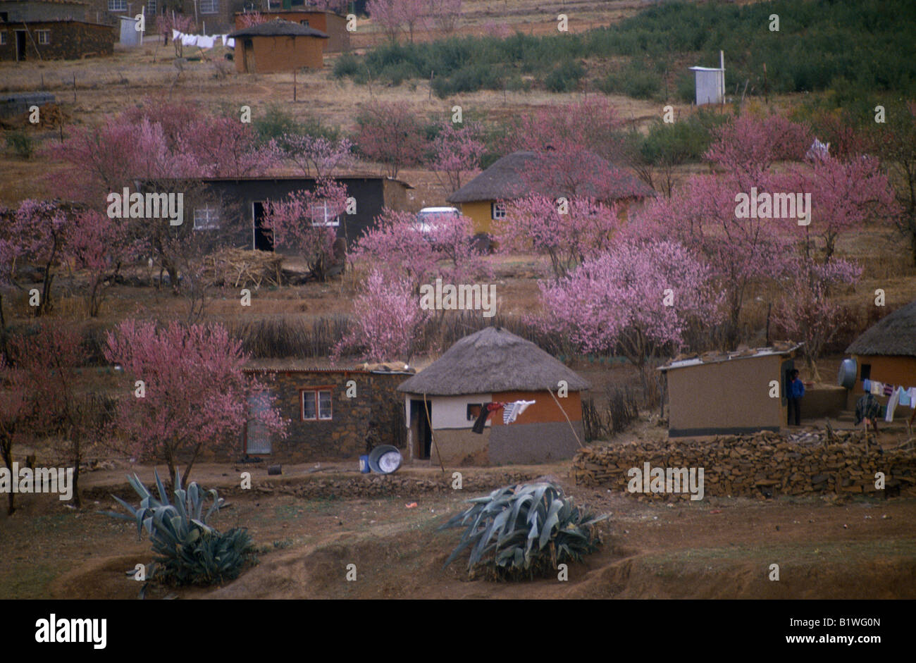 LESOTHO South Africa Architecture Village housing surrounded by trees ...